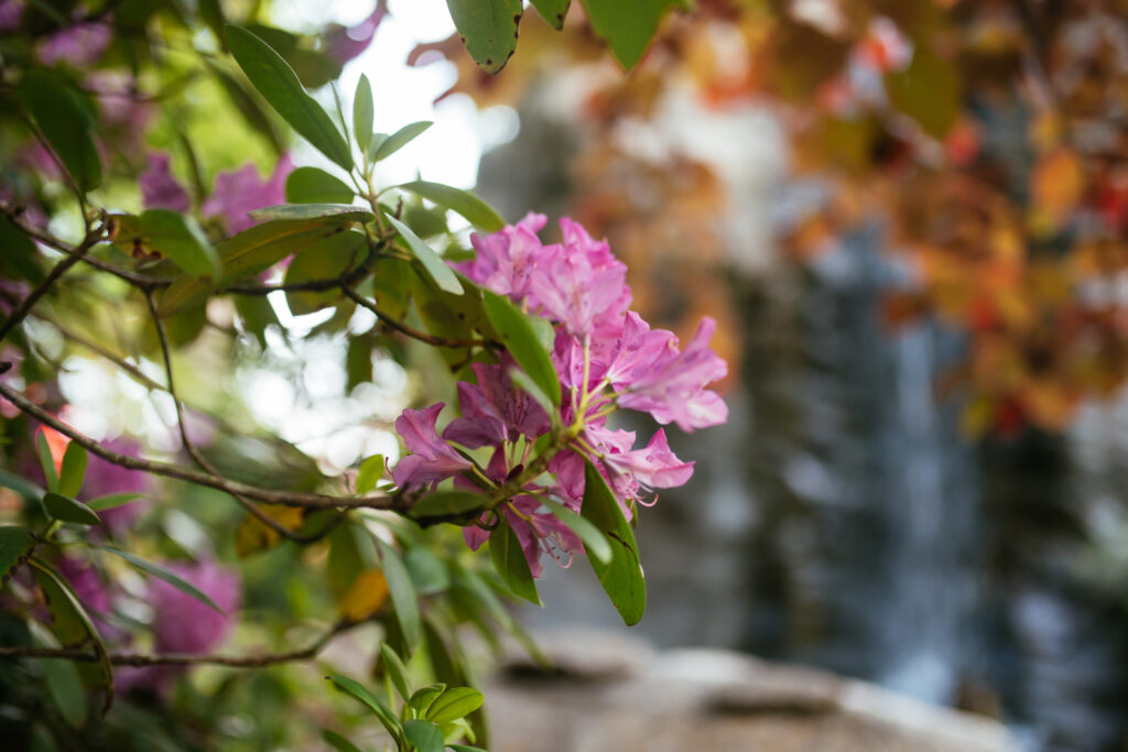 Spring At Rock City - Rock City